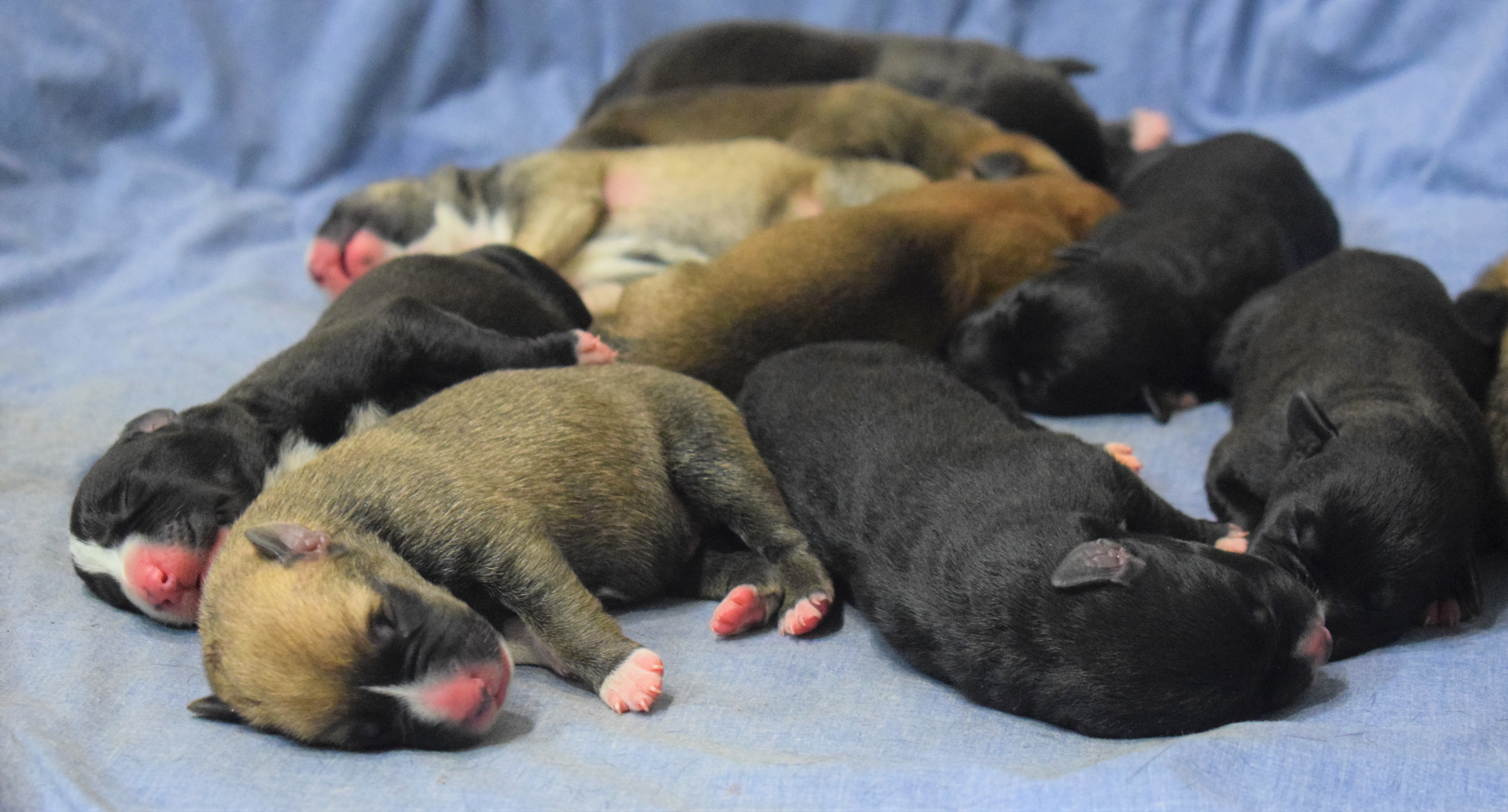 Donate: Heritage Humane Society